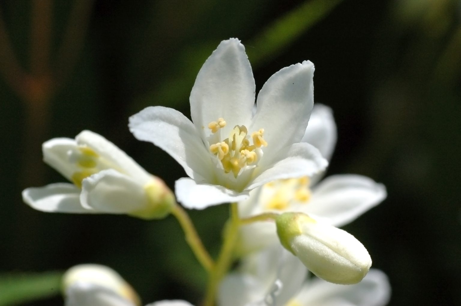 Slender Deutzia Flower: A Delicate and Elegant Bloom - Mchec